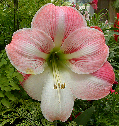 Flowers 2003-05