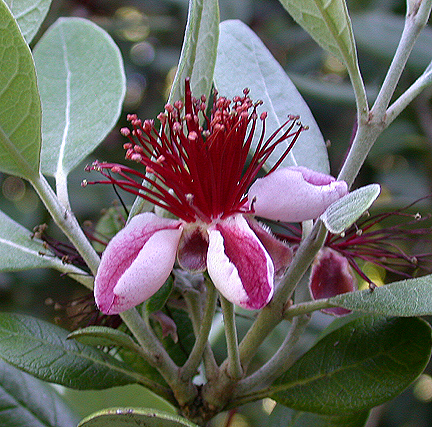 Flowers 2003-05