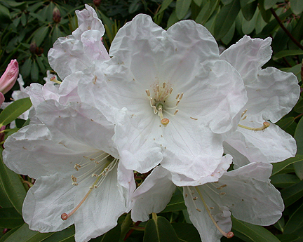 Flowers 2003-05